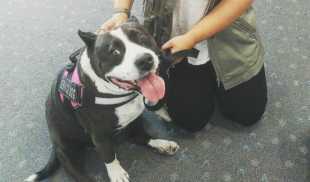 How dogs heal... - Oxygen Worldwide